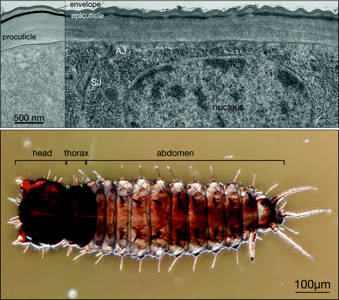 The Arthropod Cuticle | SpringerLink