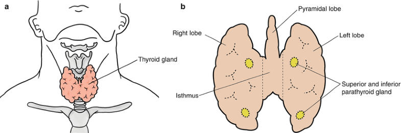 Surgical Anatomy of the Thyroid Gland | SpringerLink