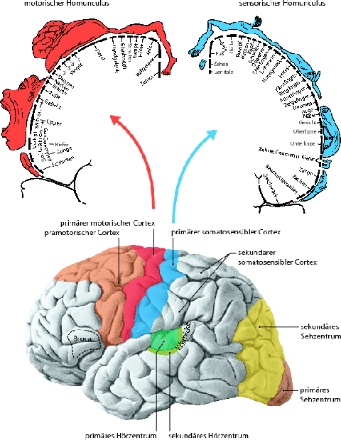 Anatomie und Physiologie von Körper und Bewegung | SpringerLink