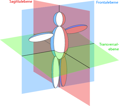 Anatomie und Physiologie von Körper und Bewegung | SpringerLink