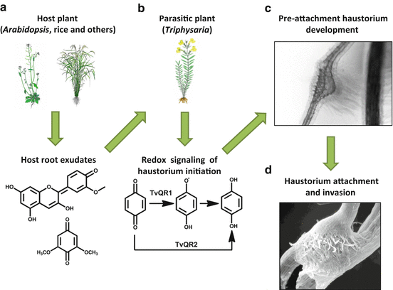Haustorium Initiation and Early Development | SpringerLink