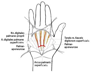 Hand und Handgelenk | SpringerLink