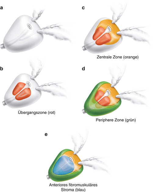 Operative Anatomie der Prostata | SpringerLink