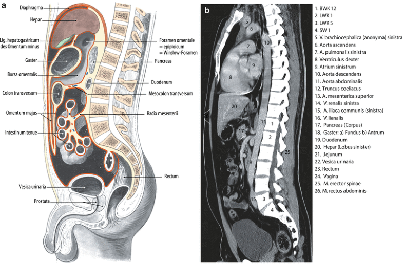 Operative Anatomie: Bauchraum, Retroperitonealraum, Darm | SpringerLink