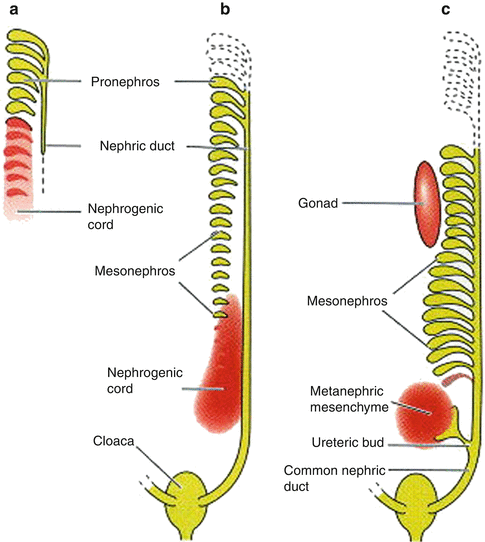 Development of the Kidney and Lower Urinary Tract | SpringerLink