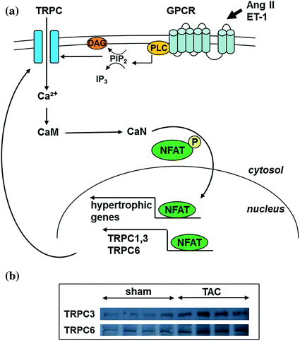 TRPC Channels in Cardiac Hypertrophy | SpringerLink