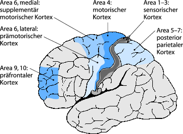 Motorische Systeme | SpringerLink