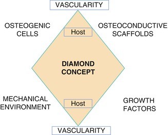 Bone Healing: The Diamond Concept | SpringerLink