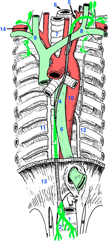 Blutkreislauf, Interstitium und Lymphgefäßsystem | SpringerLink