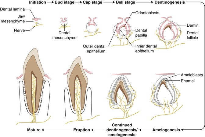 Dental Pulp Innervation | SpringerLink