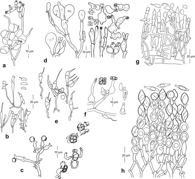 12 Tremellomycetes and Related Groups | SpringerLink