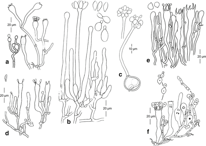 12 Tremellomycetes and Related Groups | SpringerLink