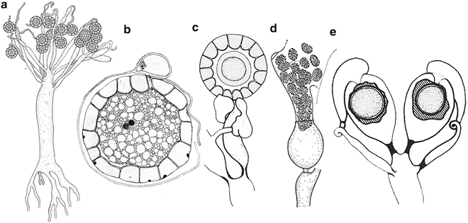3 Systematics of the Straminipila: Labyrinthulomycota ...