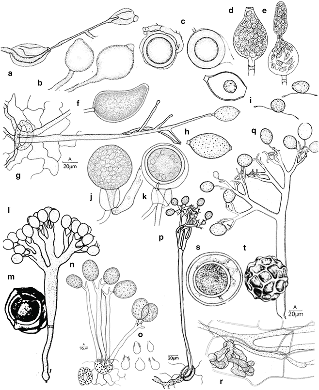 3 Systematics of the Straminipila: Labyrinthulomycota ...