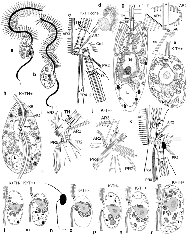 3 Systematics of the Straminipila: Labyrinthulomycota ...