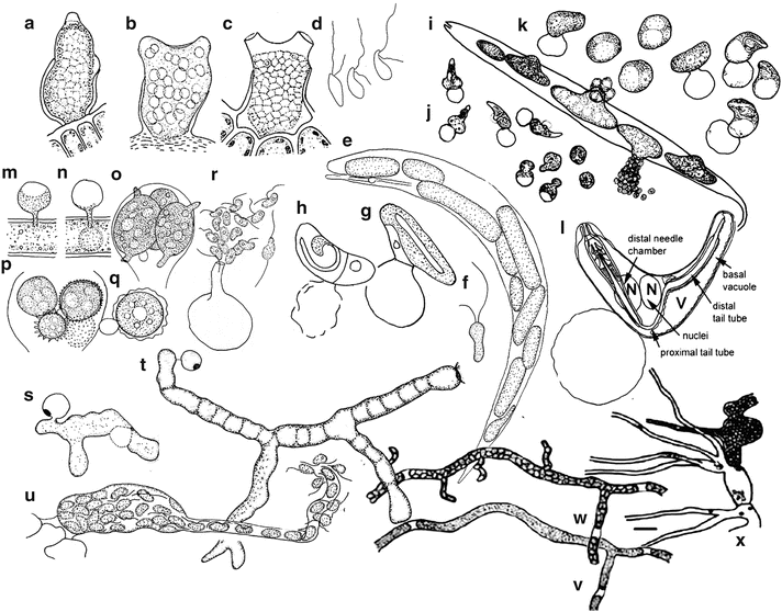 3 Systematics of the Straminipila: Labyrinthulomycota ...