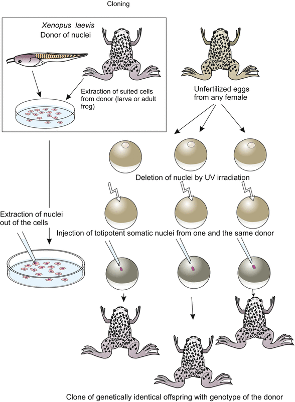 Application-Oriented Experiments with Early Vertebrate Embryos: Cloning ...