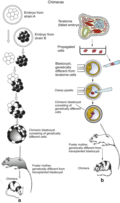 Application-Oriented Experiments with Early Vertebrate Embryos: Cloning ...