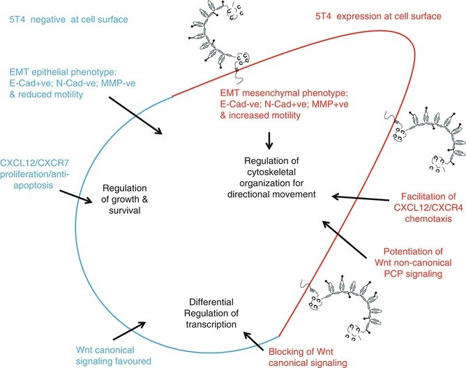 Immunotherapies Targeting a Tumor-Associated Antigen, 5T4 Oncofetal ...