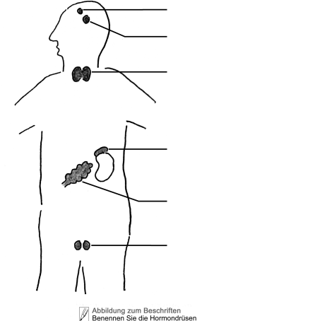 Hormonsystem | SpringerLink