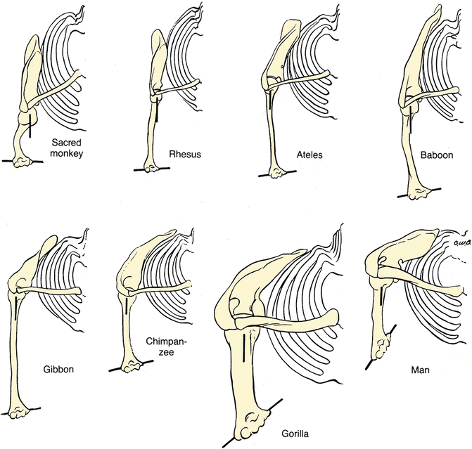 Comparative Anatomy of the Shoulder | SpringerLink