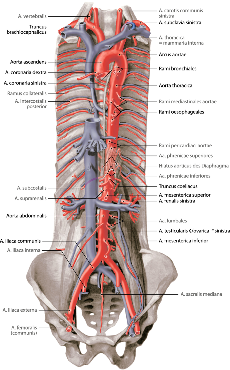 Anatomie der Gefäße: Rumpf | SpringerLink