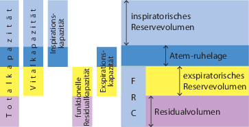 Anatomie und Physiologie der Atmung | SpringerLink