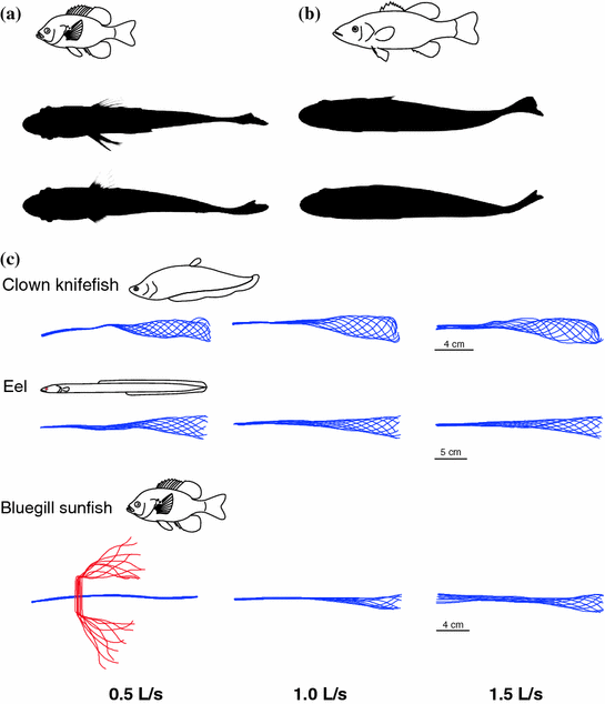 Fish Locomotion: Biology and Robotics of Body and Fin-Based Movements ...