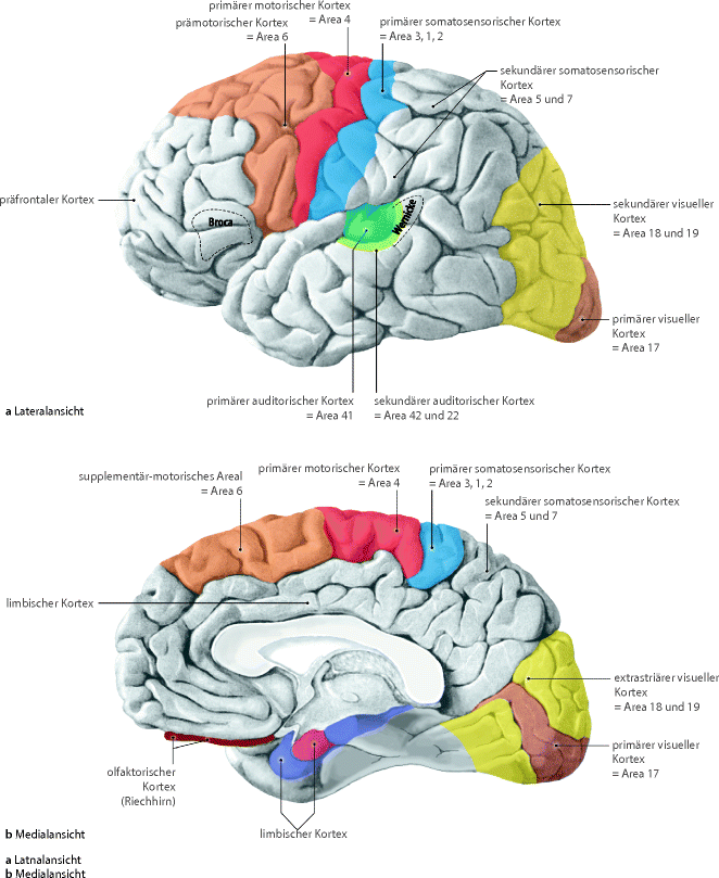 Episodisches Gedächtnis und Hirnforschung: Systeme als funktional ...