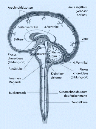 Fallbeispiel Neurochirurgie – Hirndruck | SpringerLink