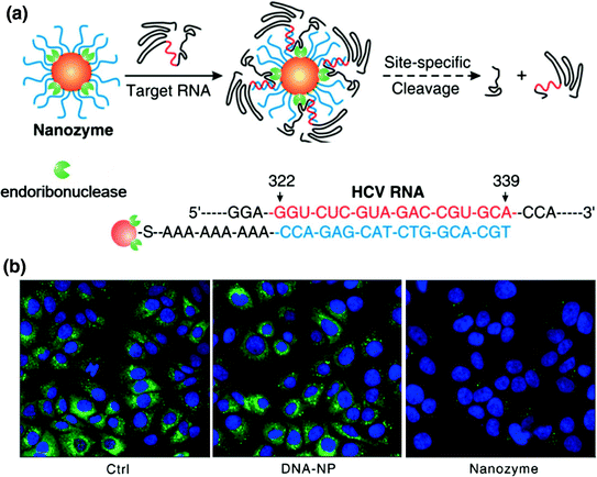 Metal-Based Nanomaterials for Nanozymes | SpringerLink
