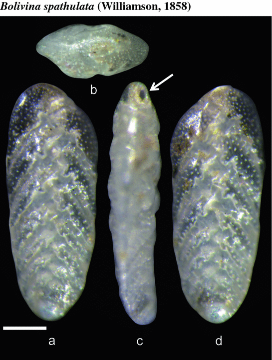 Order Rotaliida Delage et Hérouard, 1896 | SpringerLink