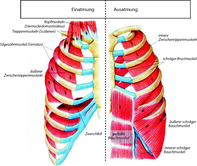 Anatomie und Physiologie der Atmung | SpringerLink