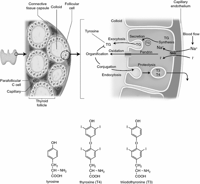 Thyroid Gland Embryology, Anatomy, and Physiology | SpringerLink