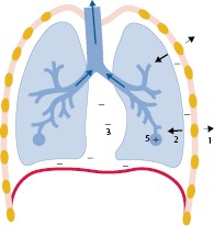 Anatomische und physiologische Grundlagen | SpringerLink