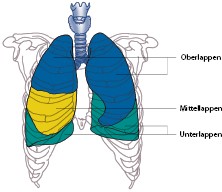 Anatomische und physiologische Grundlagen | SpringerLink