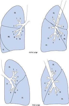 Anatomie der Atmungsorgane | SpringerLink