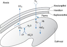 Physiologie der Atmung | SpringerLink
