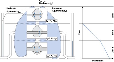 Physiologie der Atmung | SpringerLink