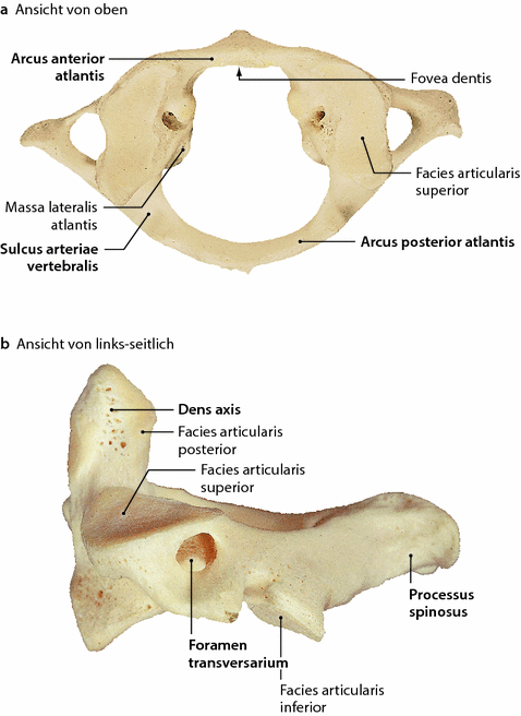 Anatomische und neurophysiologische Grundlagen der Schwindeltherapie | SpringerLink