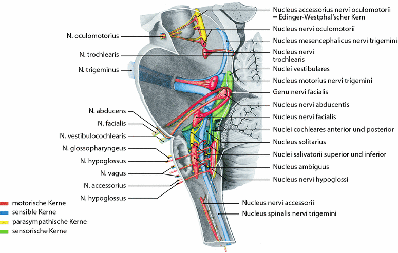 Anatomische und neurophysiologische Grundlagen der Schwindeltherapie ...