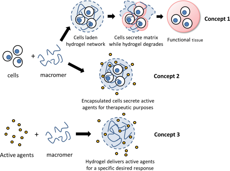 Biosynthetic Hydrogels for Cell Encapsulation | SpringerLink