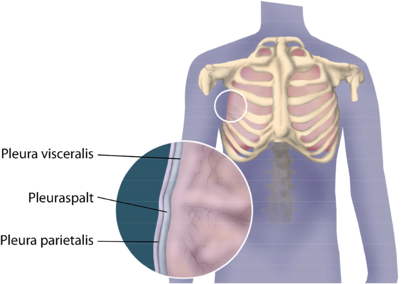 Anatomie und Physiologie der Atmung | SpringerLink