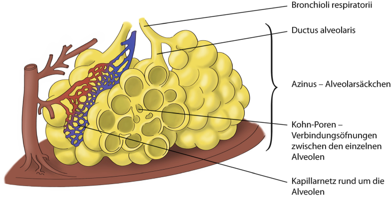 Anatomie und Physiologie der Atmung | SpringerLink