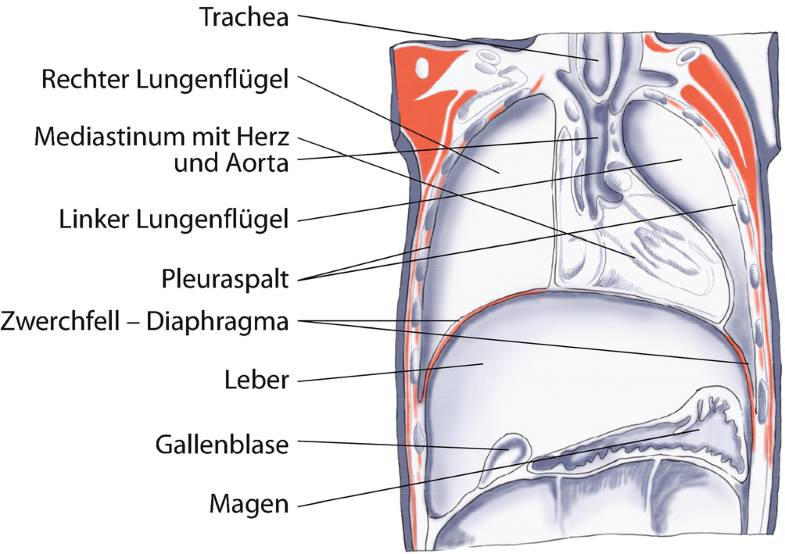 Anatomie und Physiologie der Atmung | SpringerLink