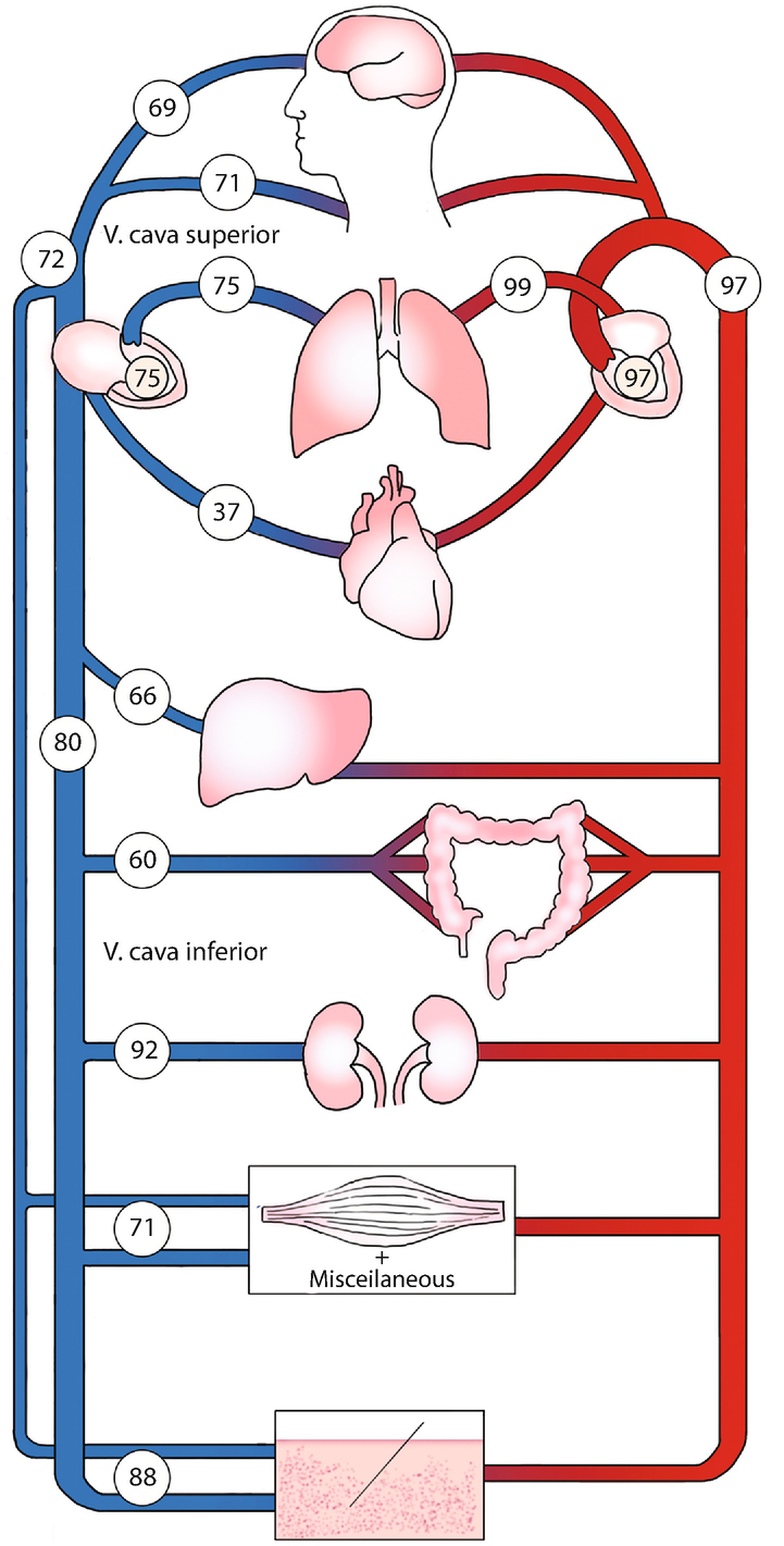 BGA-Blutgasanalyse | SpringerLink