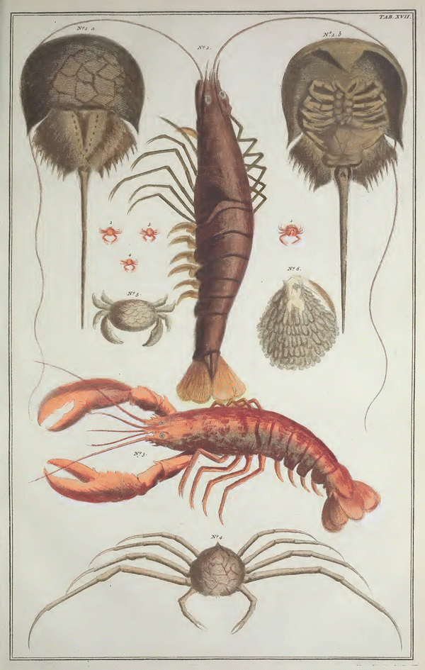 “Crustacea”: Decapoda (Dendrobranchiata) | SpringerLink