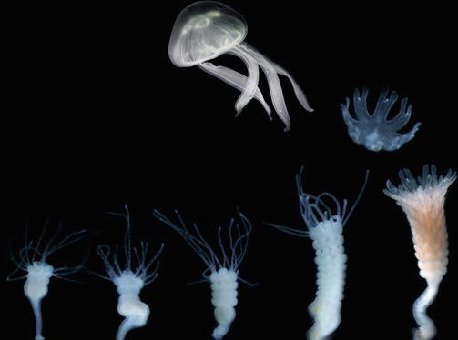 Cnidaria | SpringerLink