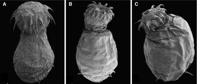 Cycloneuralia | SpringerLink