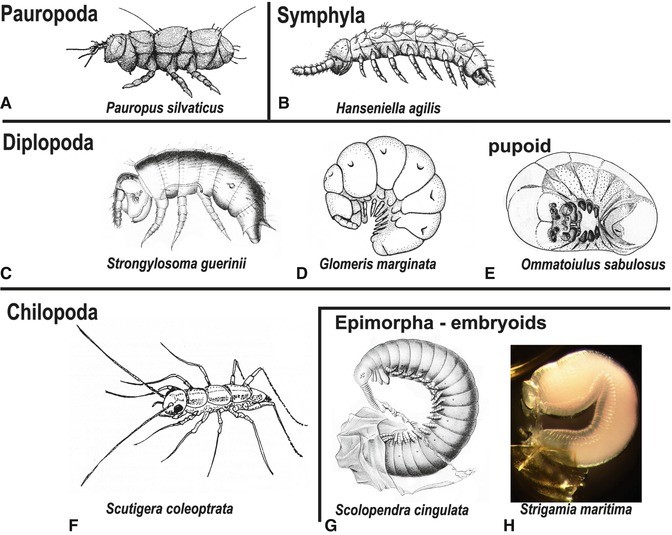 Myriapoda | SpringerLink